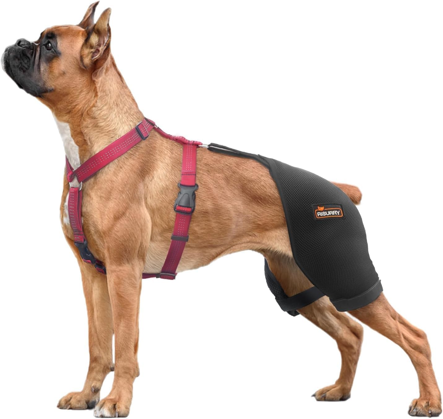 RISURRY Dog Hip Support Brace Support Hip Dysplasia and Other ...