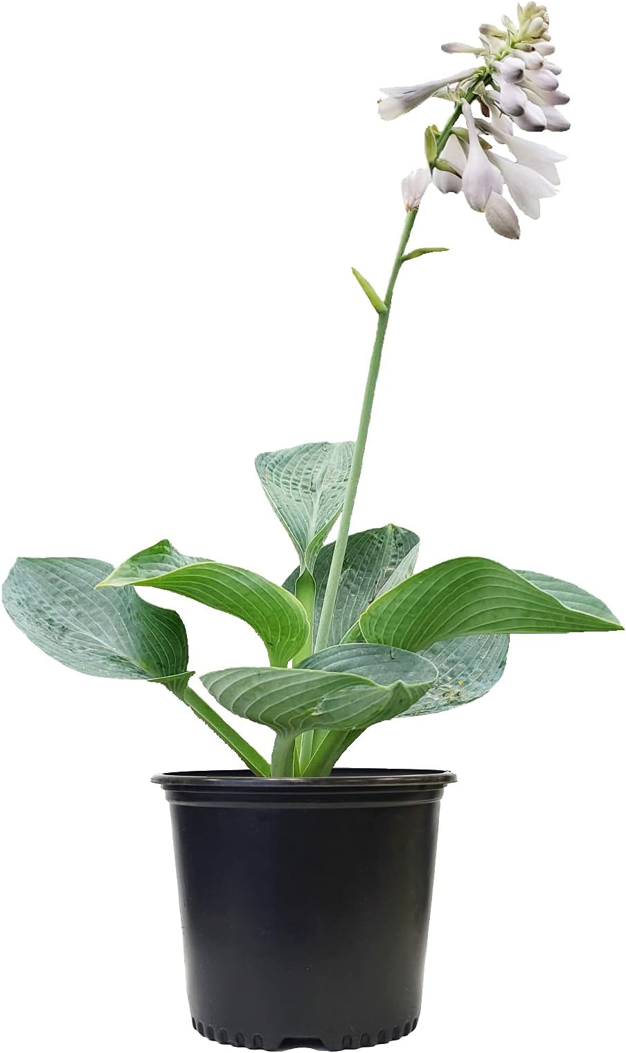 Amazon.com : Brunnera m. 'Sea Heart' (Forget Me Not) Perennial, blue ...