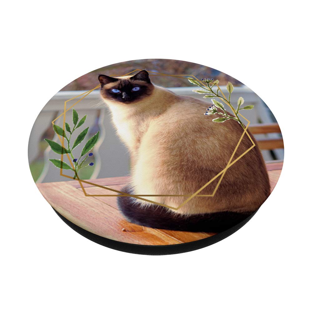 Fancy Cat Meme