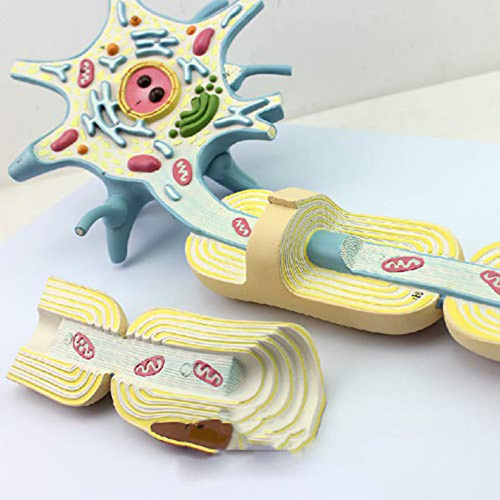 Buy GRFIT Neuron Anatomy Model Medical Brain Nerves Anatomical Human ...