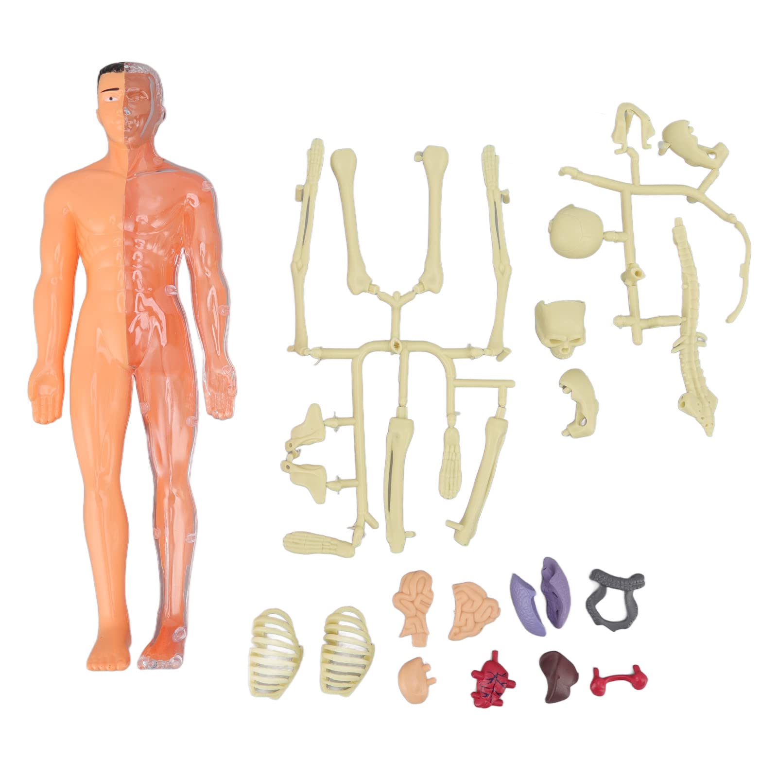 Buy MINNPOO Human Body Model for Kids, Interactive Human Body Fully ...