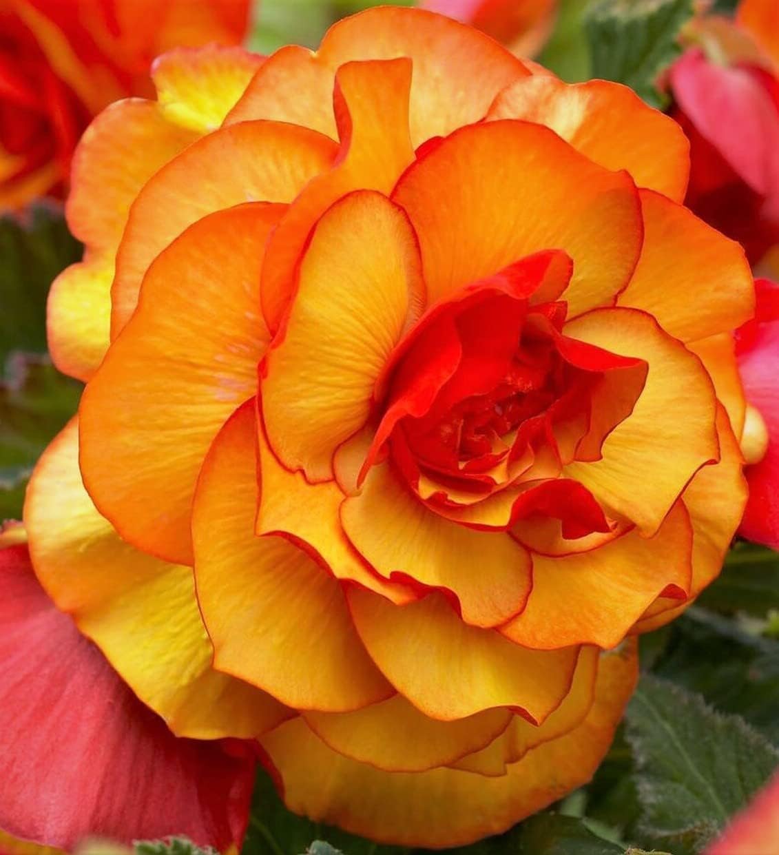 Amazon.com : Spectacular Coloring, Sunburst Picotee Mix Begonia Bulb ...