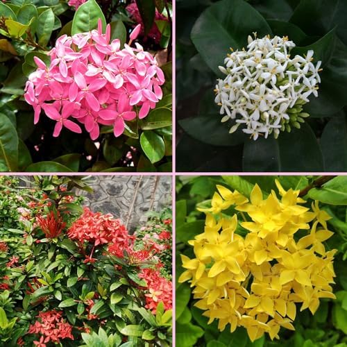 GreenCaart Live Rangan Combo Colour (Red/Yellow/White/Pink) Colour ...