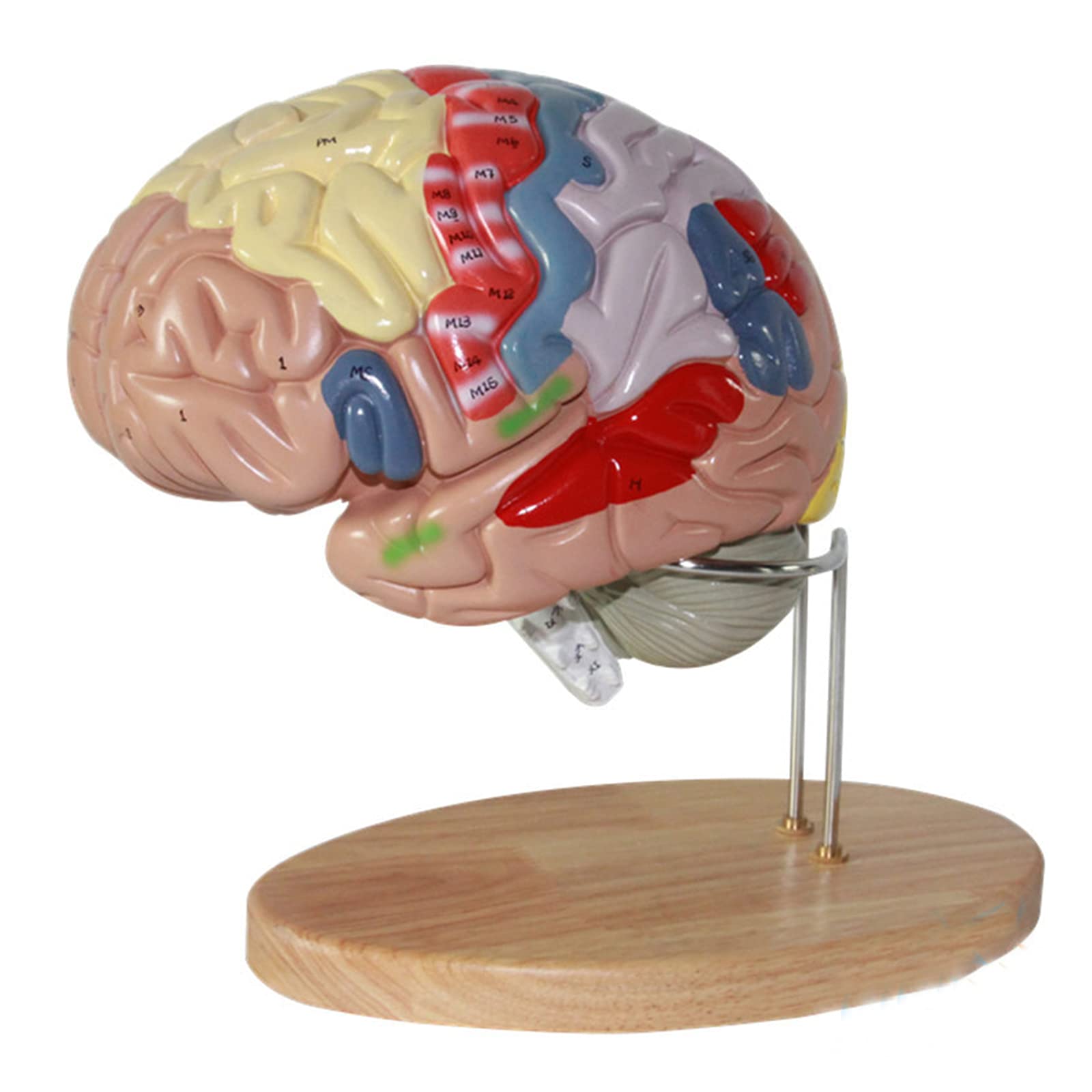 Stzjbdhuman Brain Model Medical Anatomical Human Regional Brain Model ...