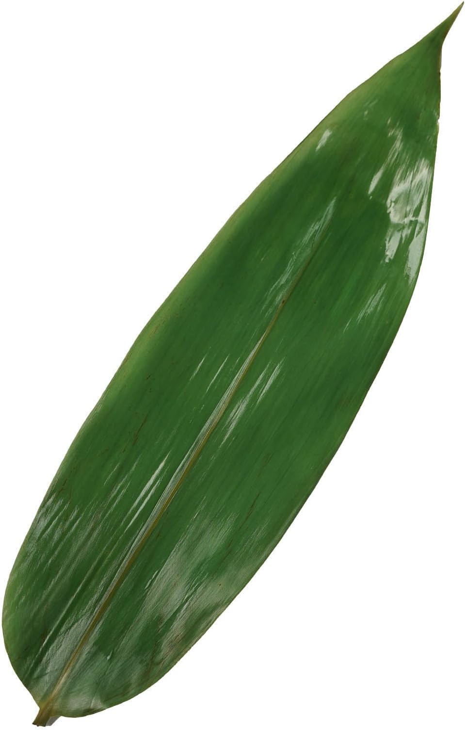 Amazon.com: 100 pcs Sushi Bamboo Leaf - Banana Leaves Make Zongzi Kit ...