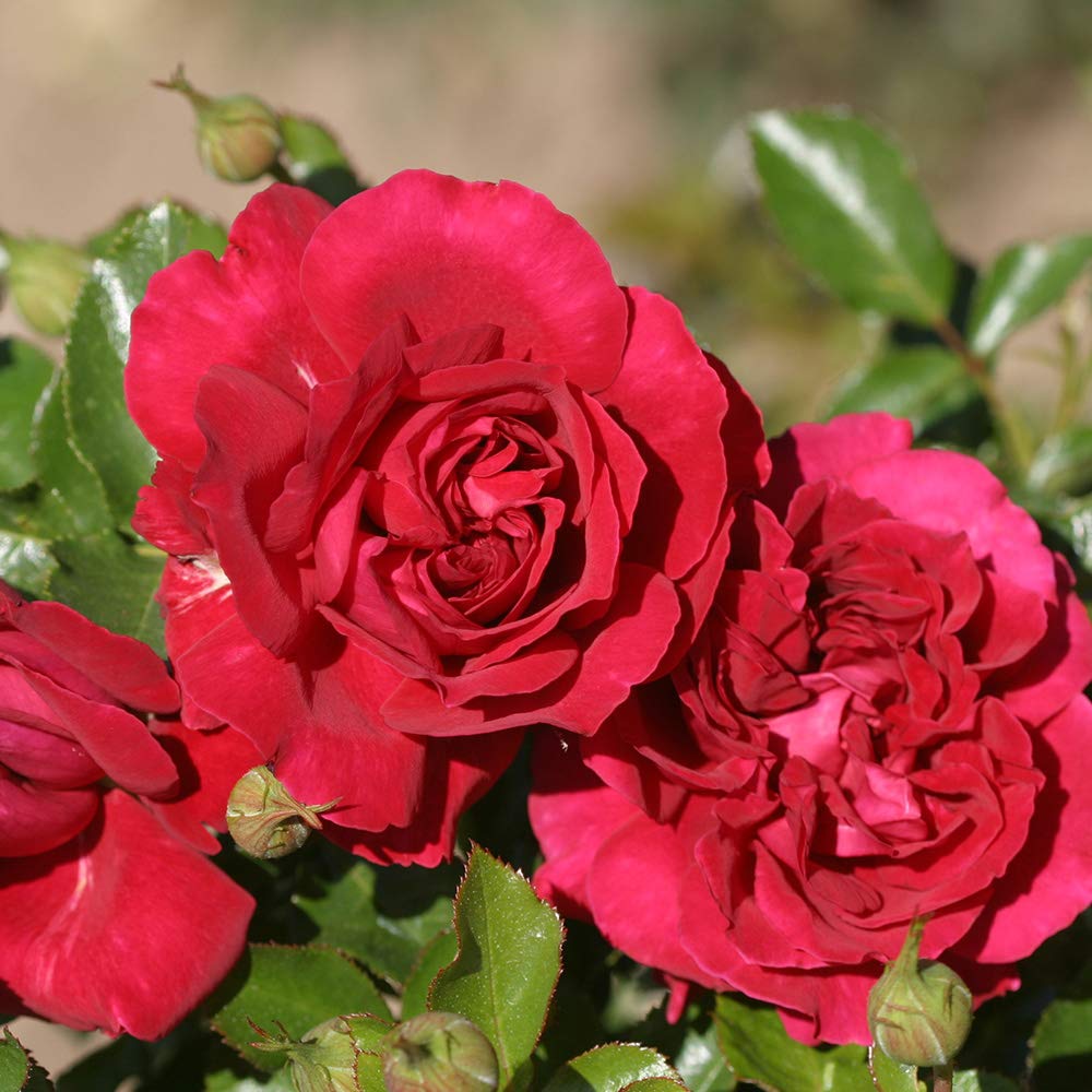 Legends Rose Bush PROVEN WINNERS 2 Gal. Oso Easy Urban Legend Red Rose