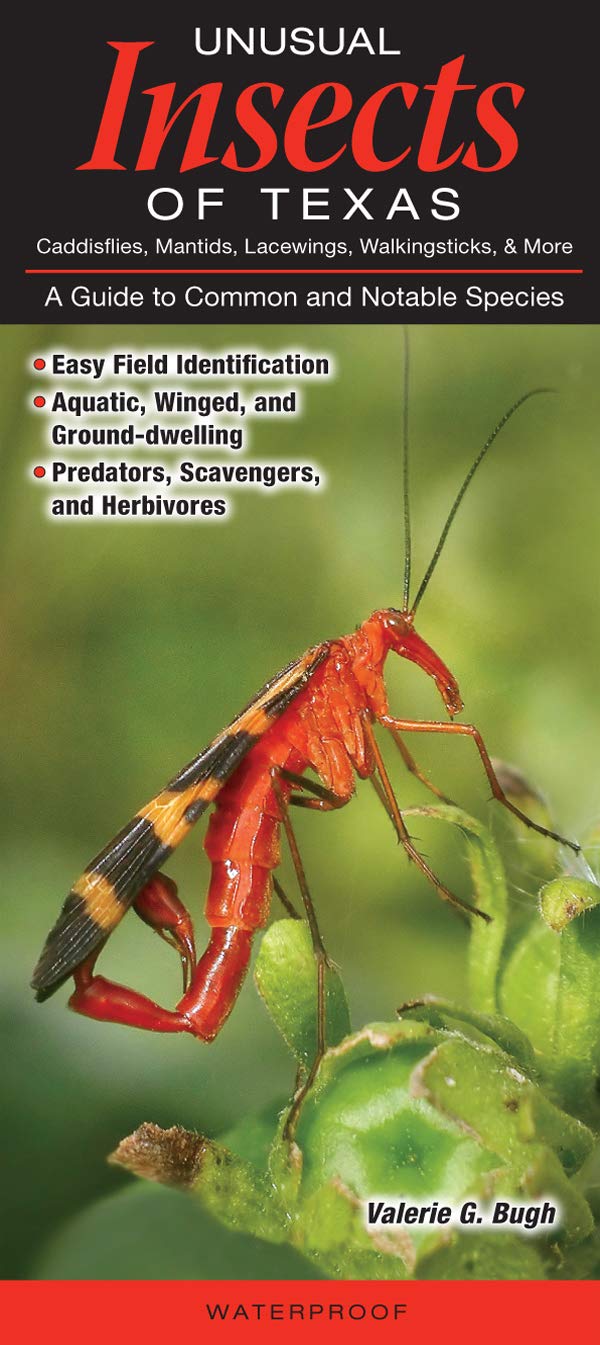 Unusual Insects of Texas Caddisflies, Mantides, Lacewings ...