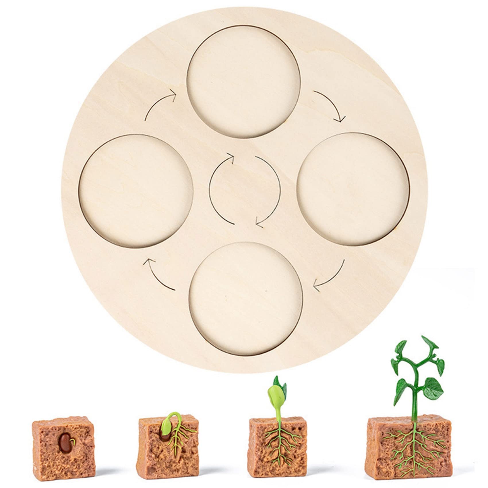 Hausdec Life Cycle Board Plant Life Cycle Board Set Stages | Desertcart ...