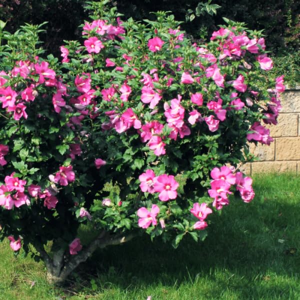 Cloud Farm Live Gudhal/Hibiscus Pink Light Double Flower Plant With Pot ...