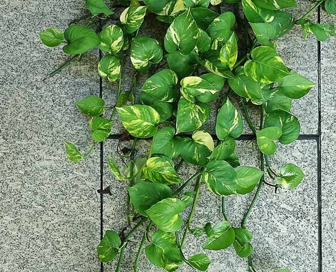 Generic Big Leaf Money Live Epipremnum aureum Plant (Pack of 2) with ...