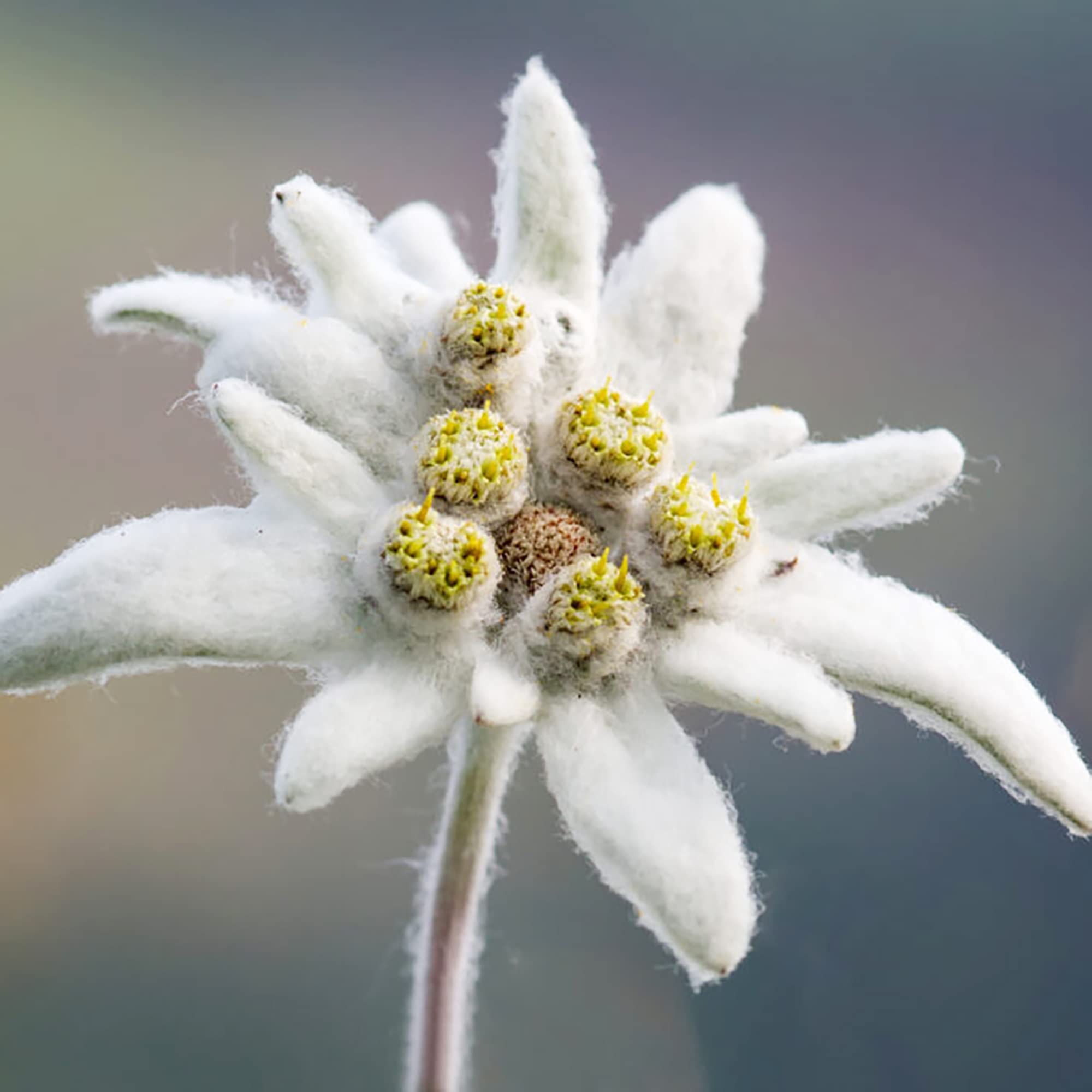 Edelweiss Flower Edelweiss (Leontopodium Alpinum) 100 Seeds