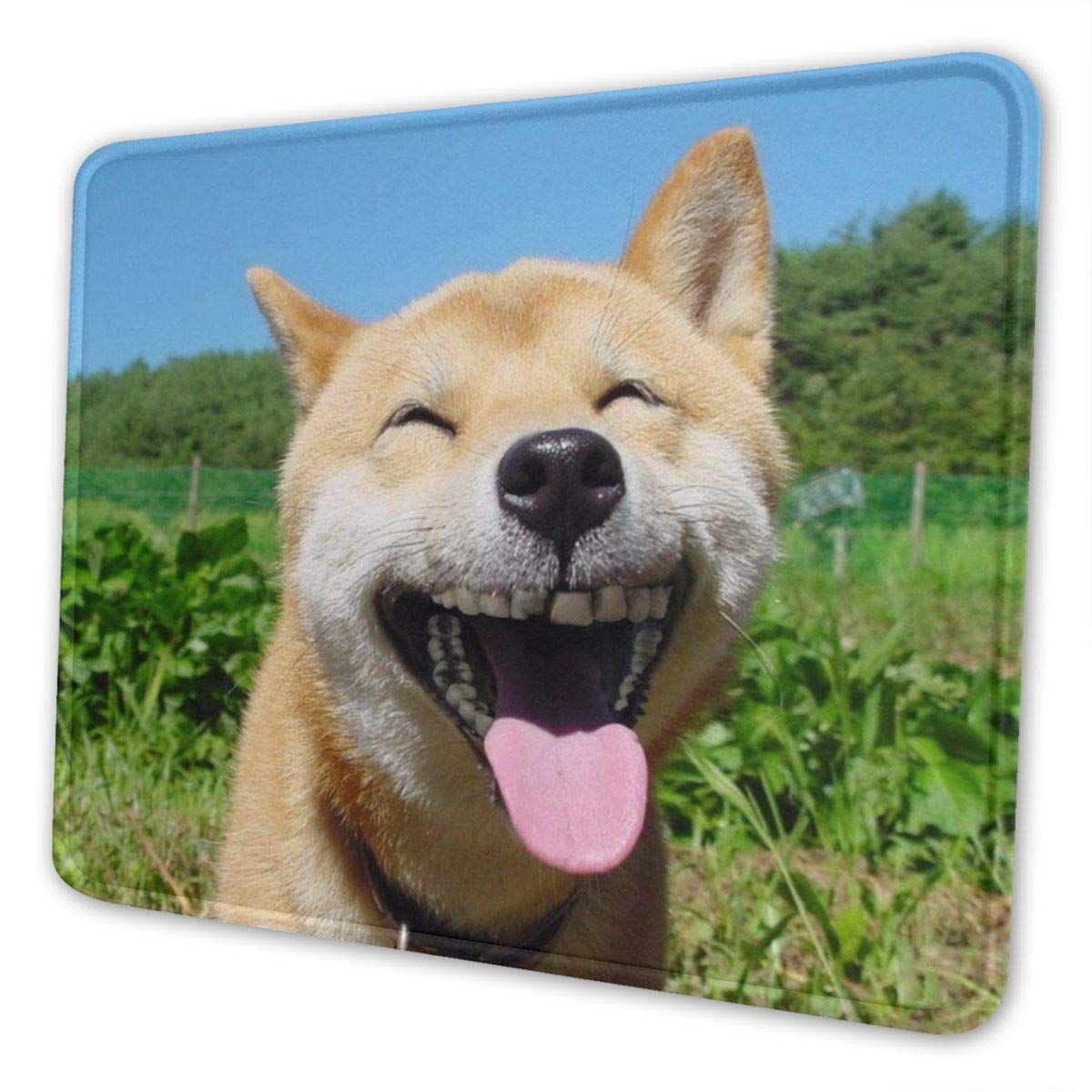 Shiba Inu Smile