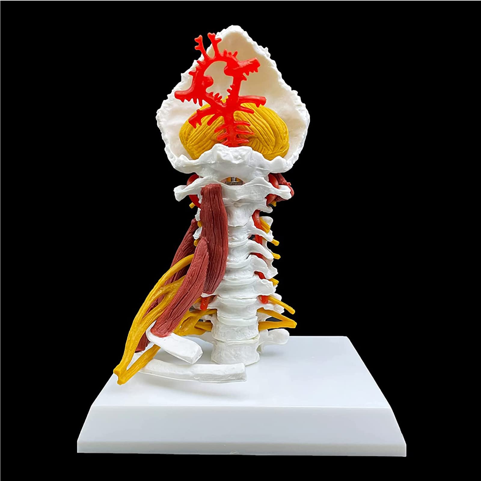 Brain Model Anatomy EVOTECH SCIENTIFIC Numbered Human Cranial Head Neck ...