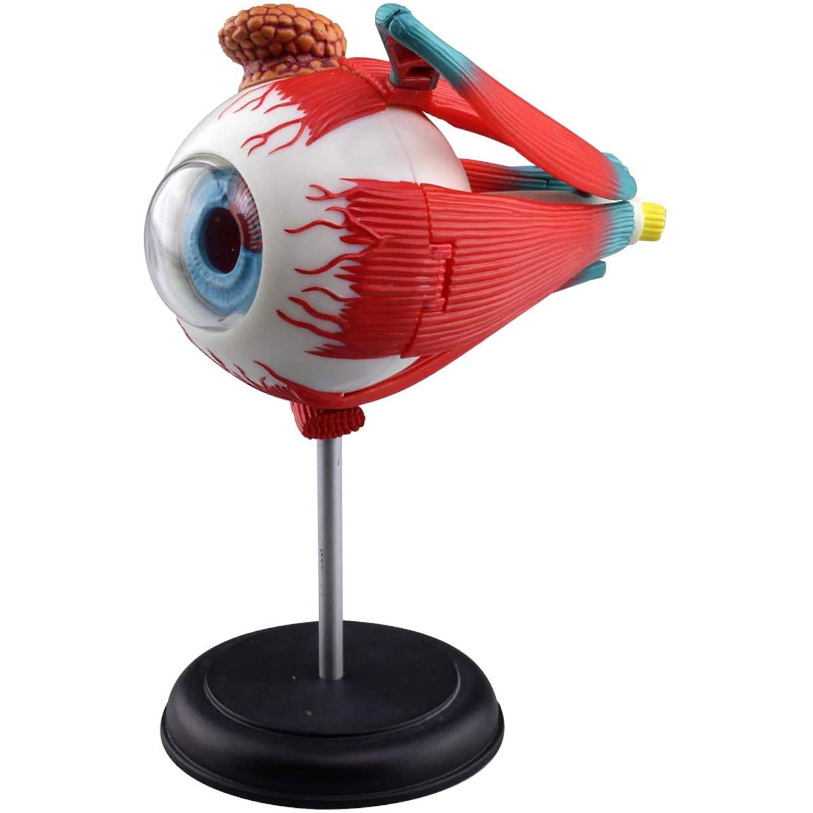 Buy Study Model Human Eyeball Anatomy Model - Labs Model Human Eye 4D ...