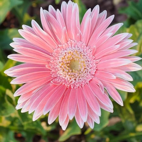 Amazon.com : 3 Live Gerbera Daisy Plants, Pink Gerbera Daisy Bareroot ...