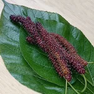 Amazon.com : Pakistan Black Mulberry Tree Starter 4 to 7 Inches ...