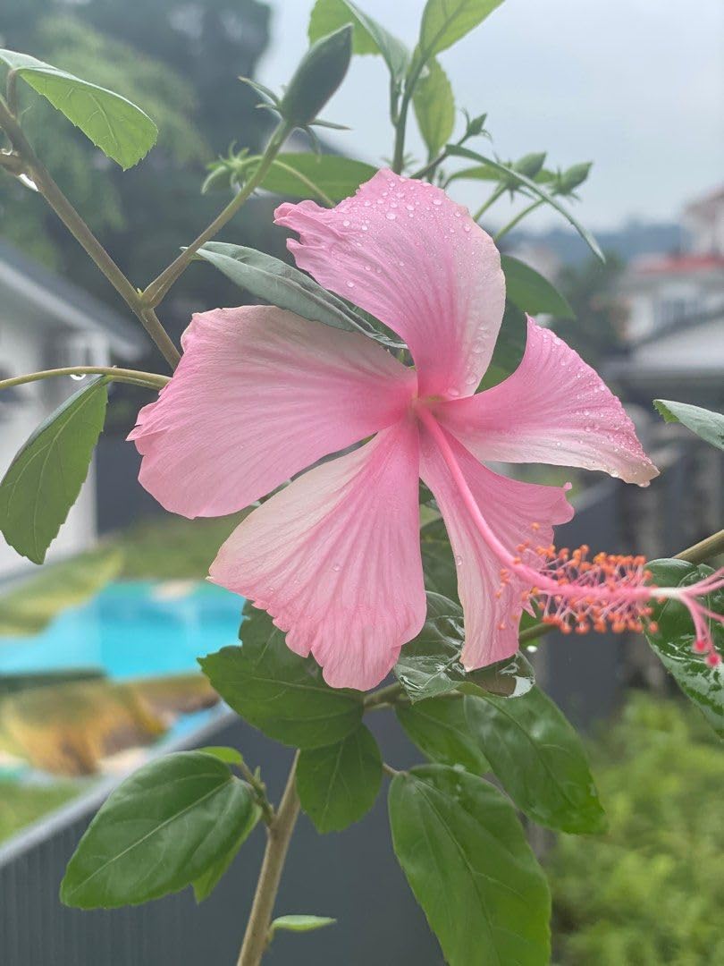 Cloud Farm Rare Chemparathi Plant Exotic Hibiscus 'PINK Color ' 1 ...