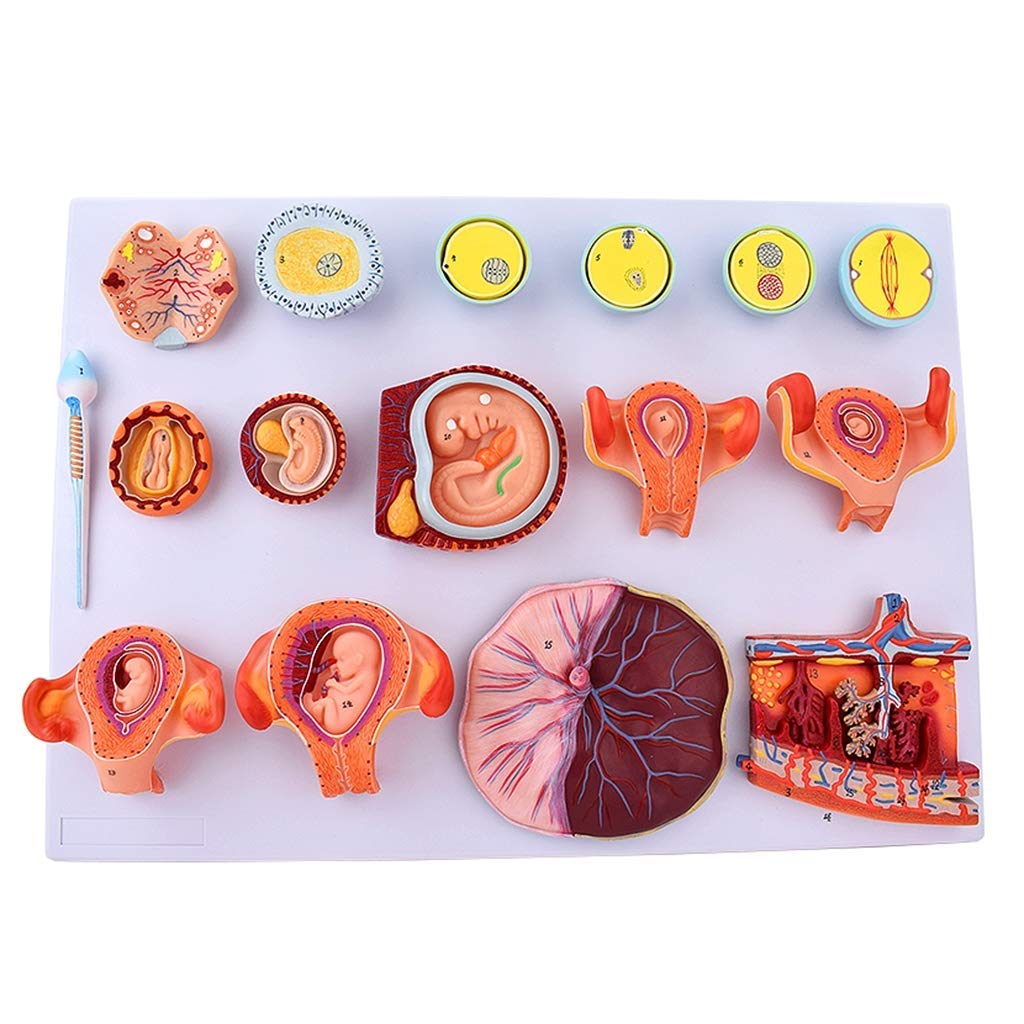 Buy DBSCD Scientific Anatomical Human Model-Fertilization And Early ...