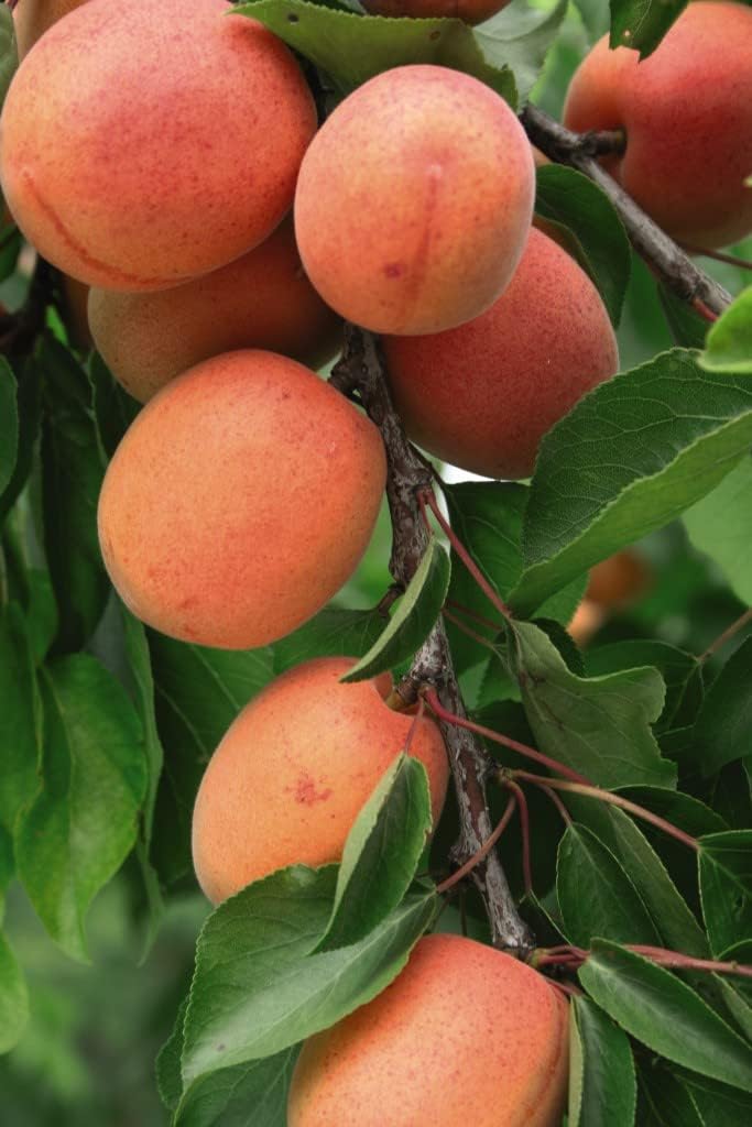 Dwarf Apricot Tree UK Sibleys 'Flavourcot'® Prunus armeniaca Myrobalan ...