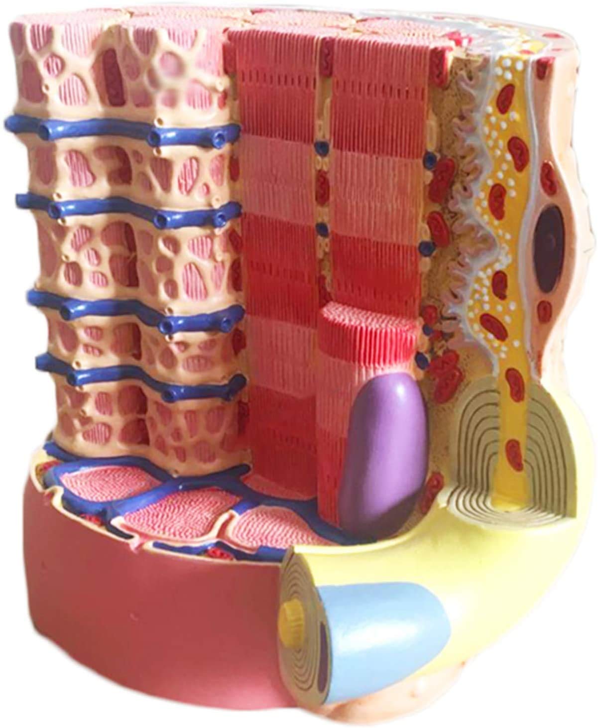 Anatomy Model Skeleton Muscle Fiber Microscopic Anatomical Model ...