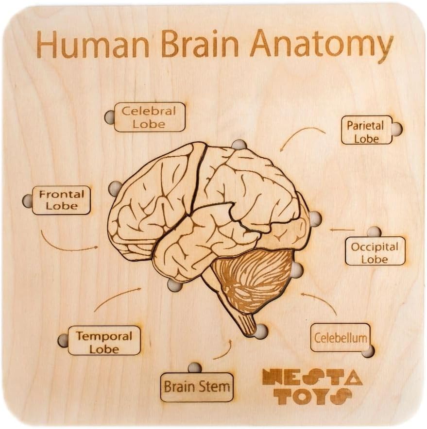 NESTA TOYS - Human Brain Anatomy Puzzle for Kids (13 Pcs) | DIY ...