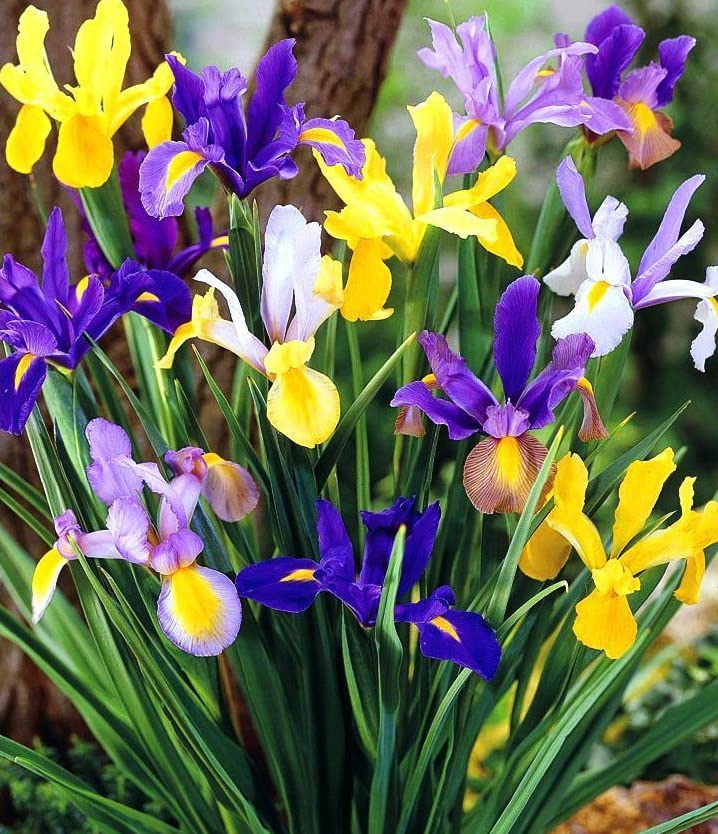Amazon.com : Votaniki Dutch Iris Flower Bulbs | Mixed Iris Bulbs ...