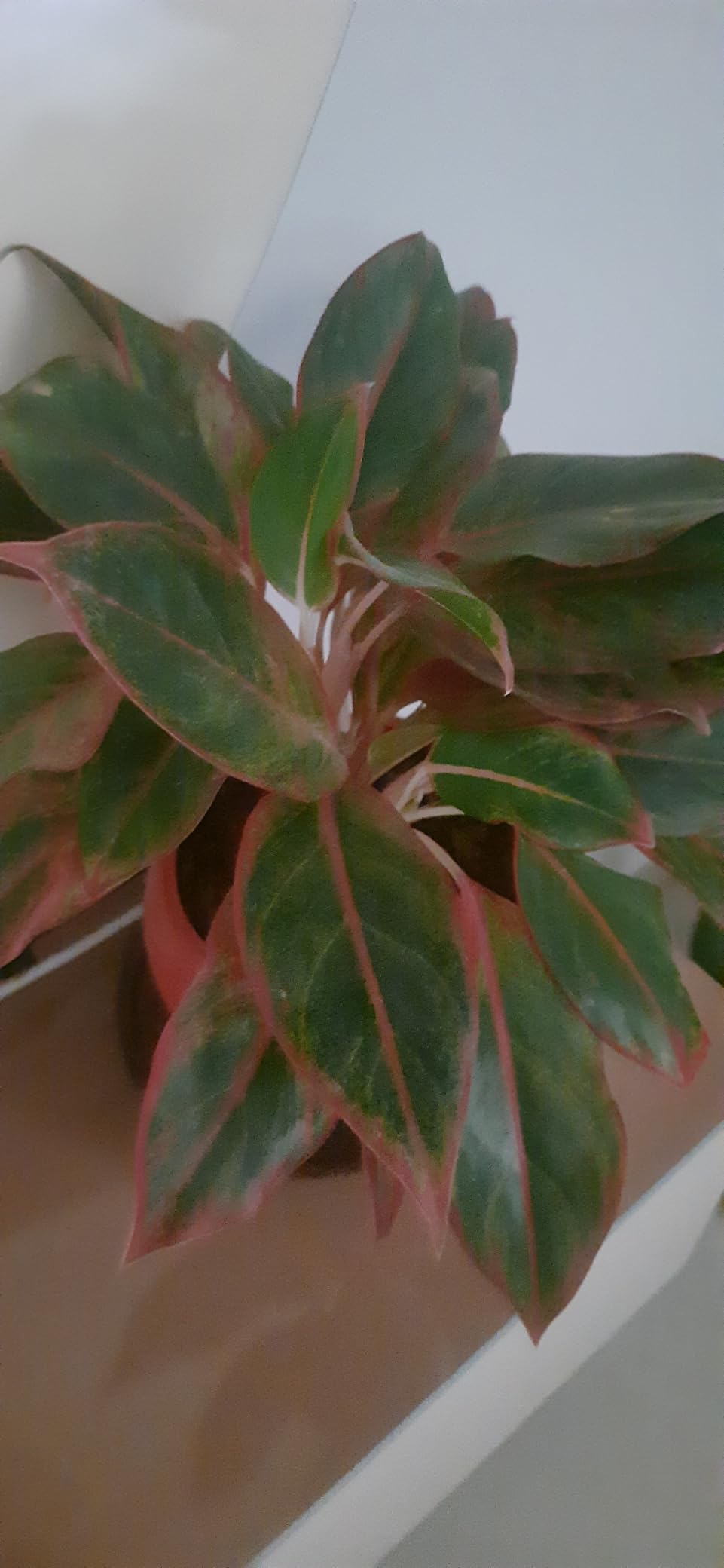 Delizzi Plant Food Sticks for Plants | Plant Food for plant growth and ...