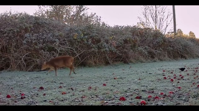 Watch 1080P Trail Camera Footage on Amazon Live