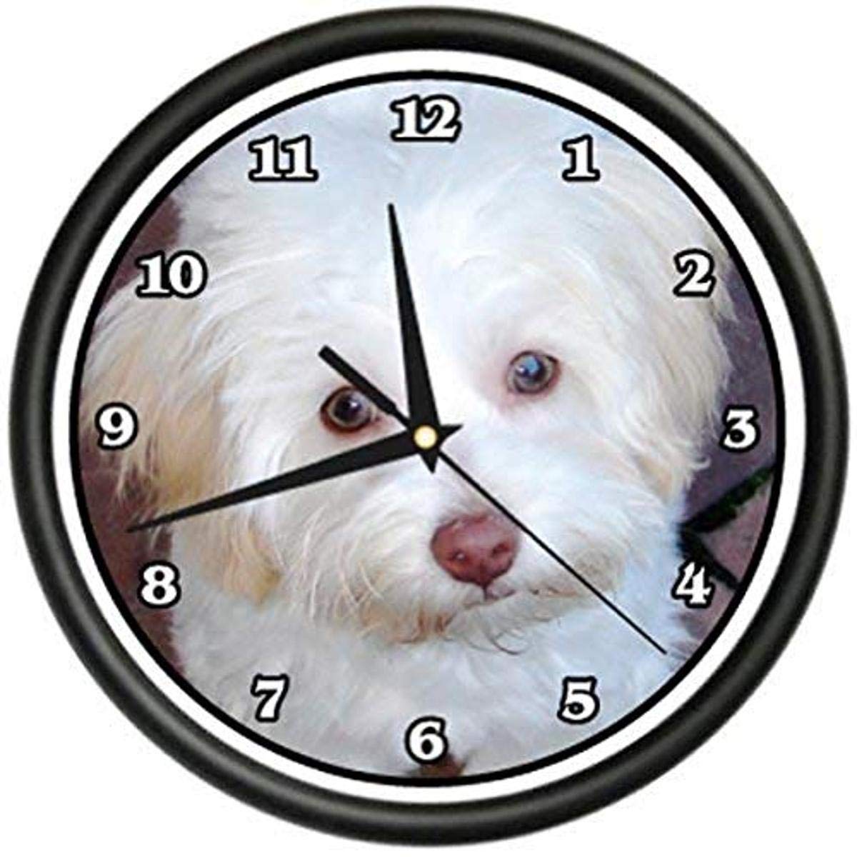 Amazon.com: SignMission Maltipoo Wall Clock Dog Doggie pet Breed Gift ...