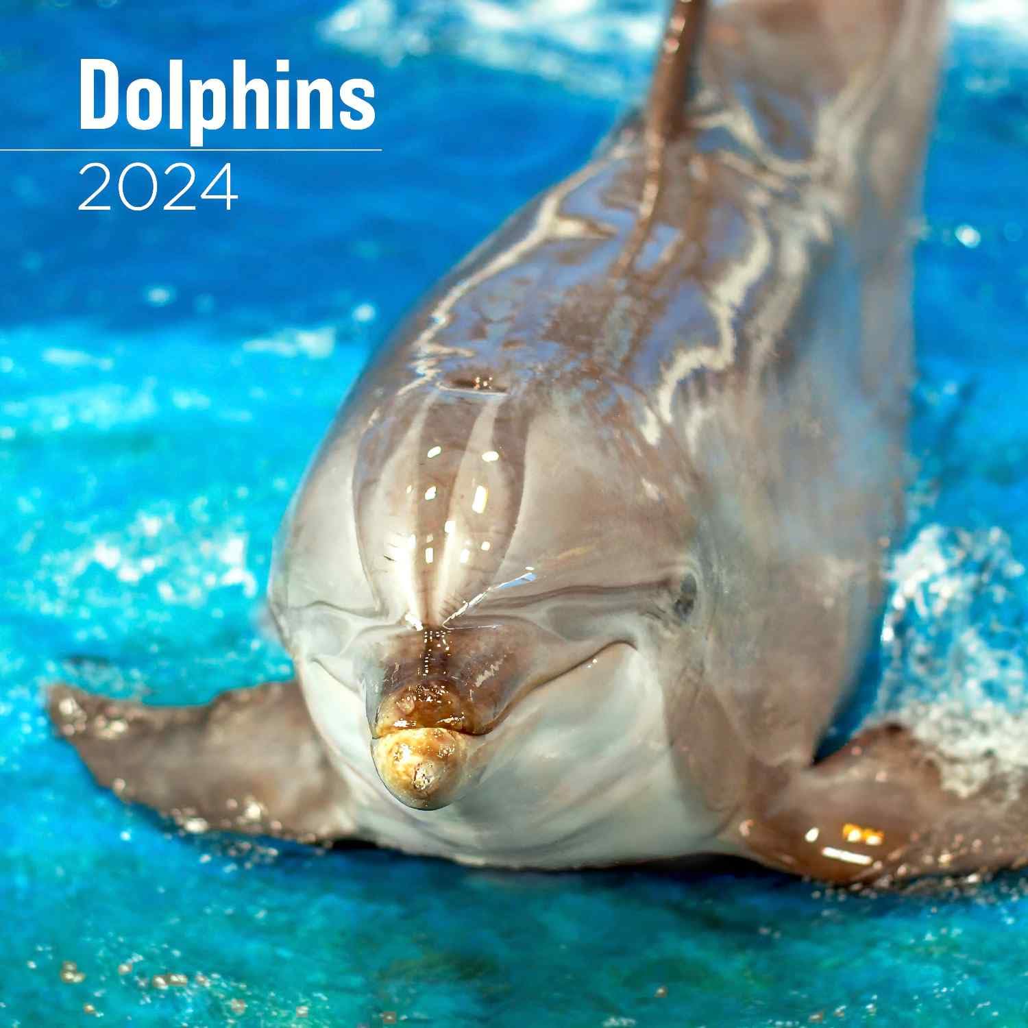 Snapklik.com : Dolphins Calendar 2024 - Dog Breed Wall Calendar