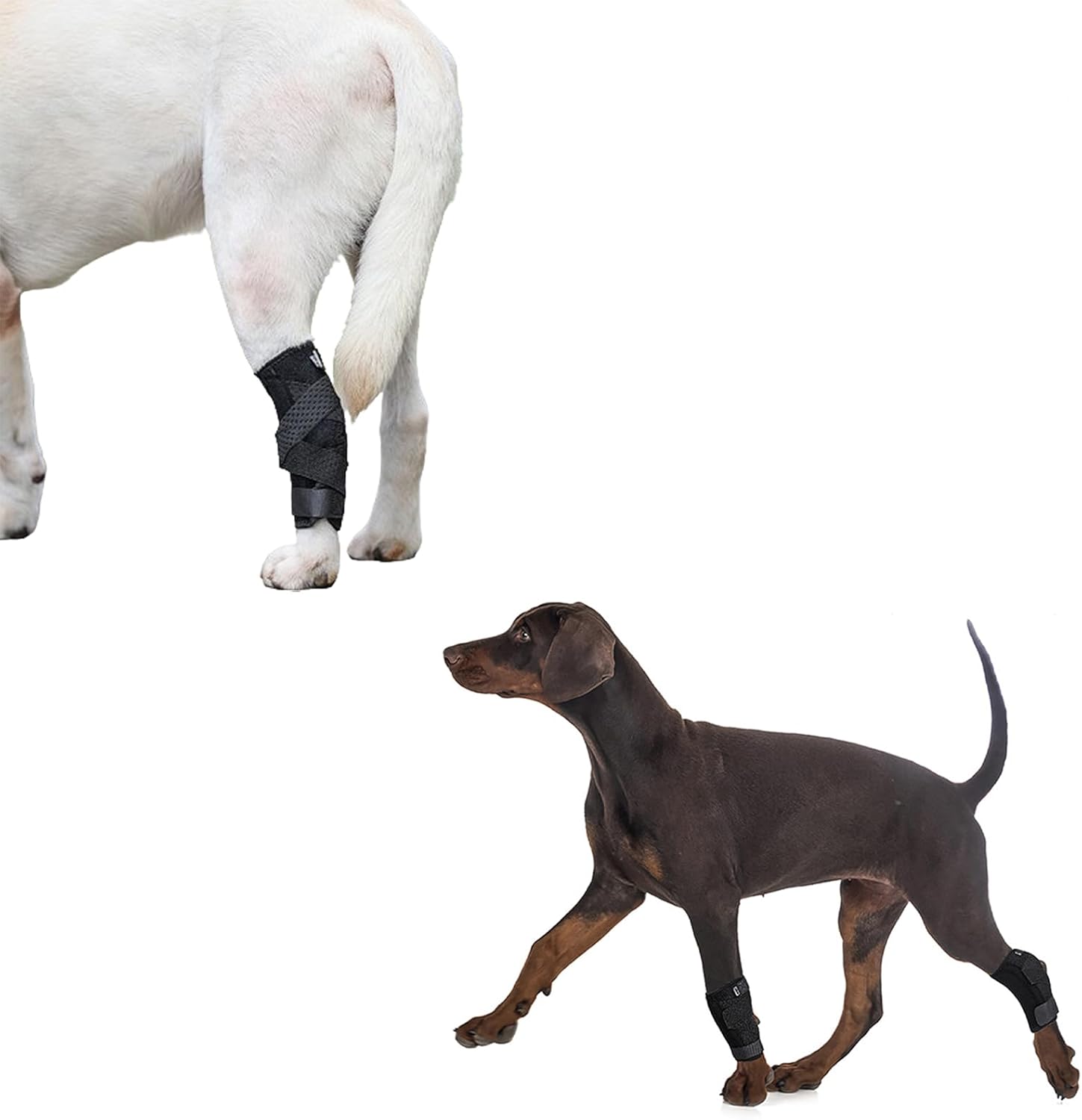 Amazon.com : (S/M) Dog Canine Rear Leg Brace Paw Compression Wraps with ...