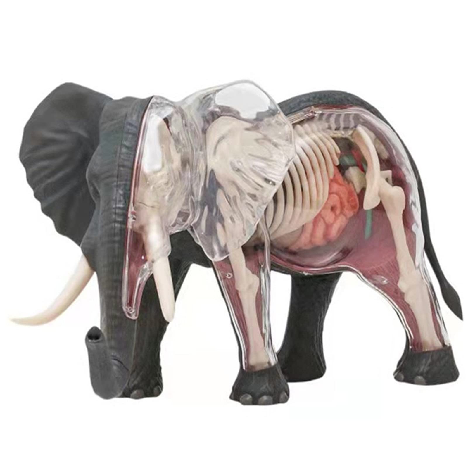 Elephant Anatomy