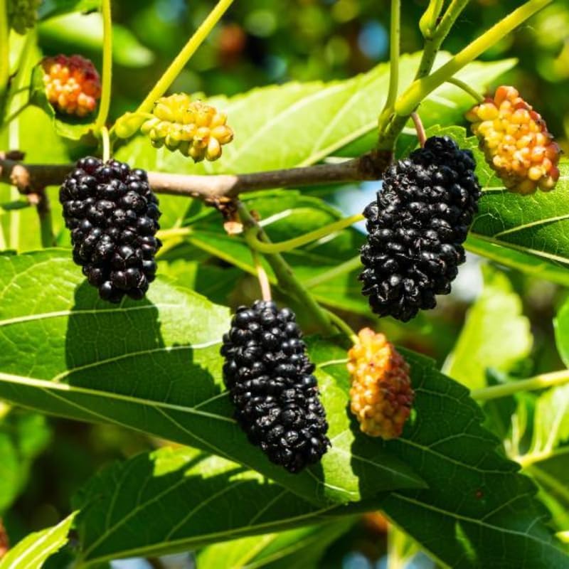 Amazon.com : Dwarf Mulberry Plant Live to Grow 5 to 8 Inch Height ...