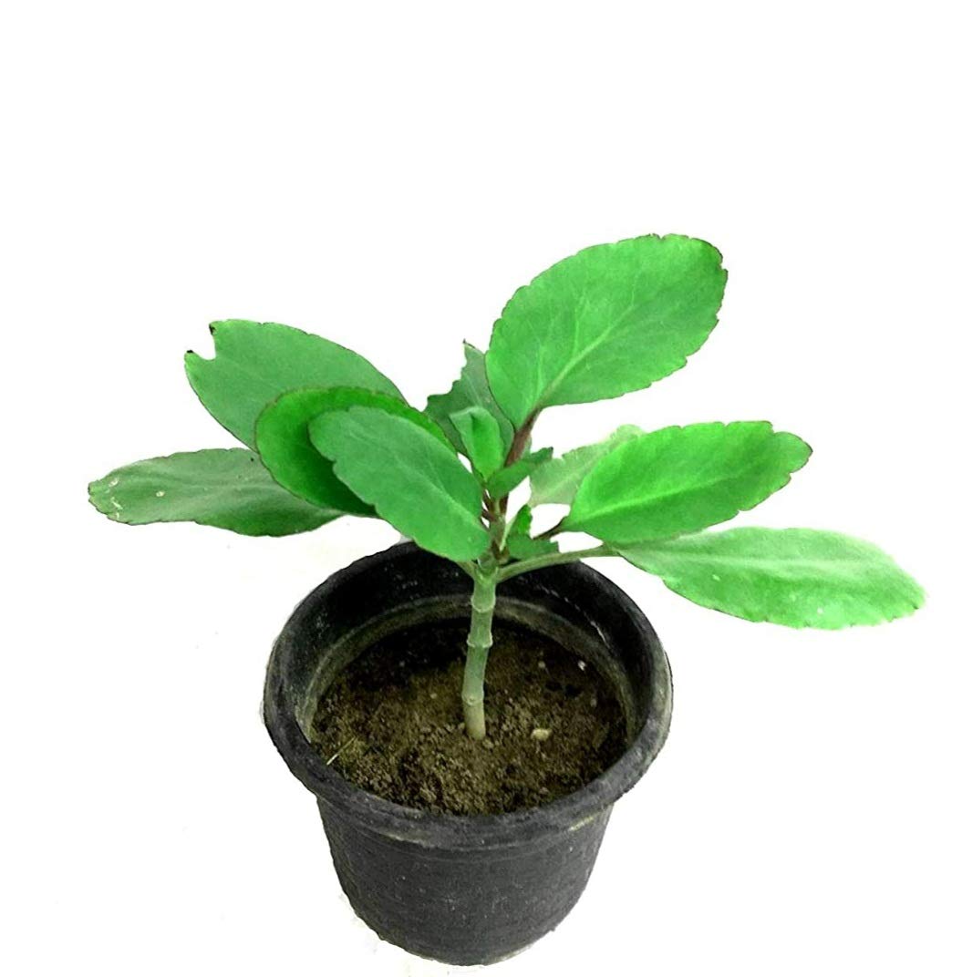 Buy ROOKHRAJ PAUDHSHALA Patharchatta Live , Panfuti, Bryophyllum ...
