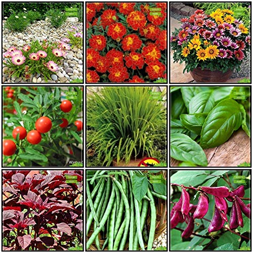 Creative Farmer Plant Seed Combo Herb Seeds and Flower Seeds : Burf ...