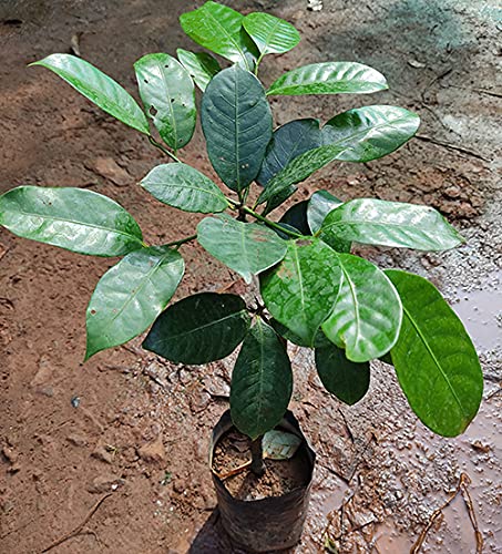 Jathi Jathika Nutmeg Live Plant (Grafted) : Amazon.in: Garden & Outdoors