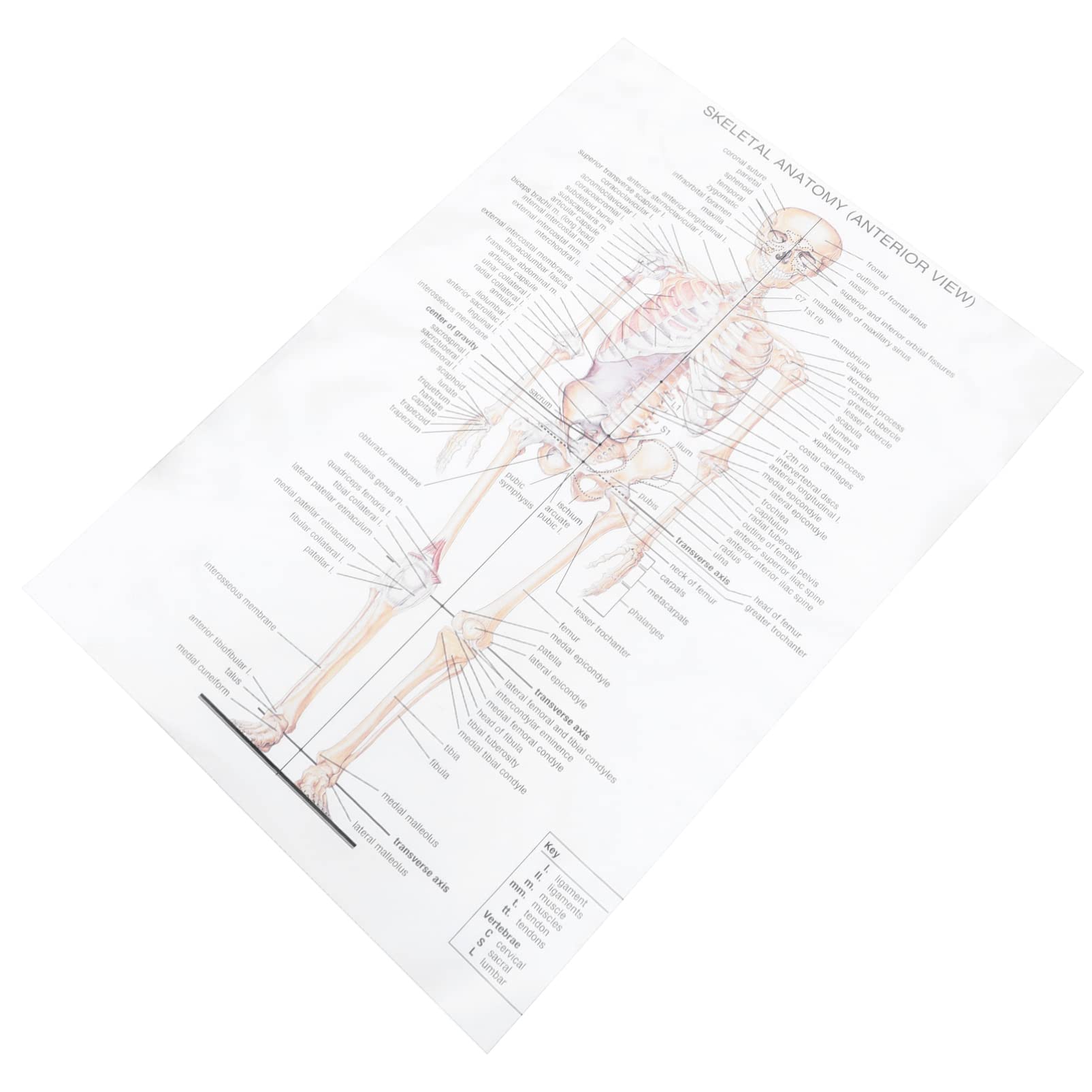Generic Anatomical Posters Muscular Skeletal System Anatomical Chart ...