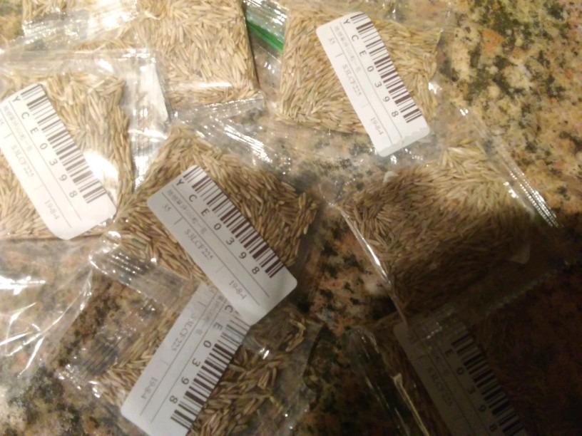 Amazon.com : 500 Irish Moss Seeds - Sagina Subulata - Great for Ground ...