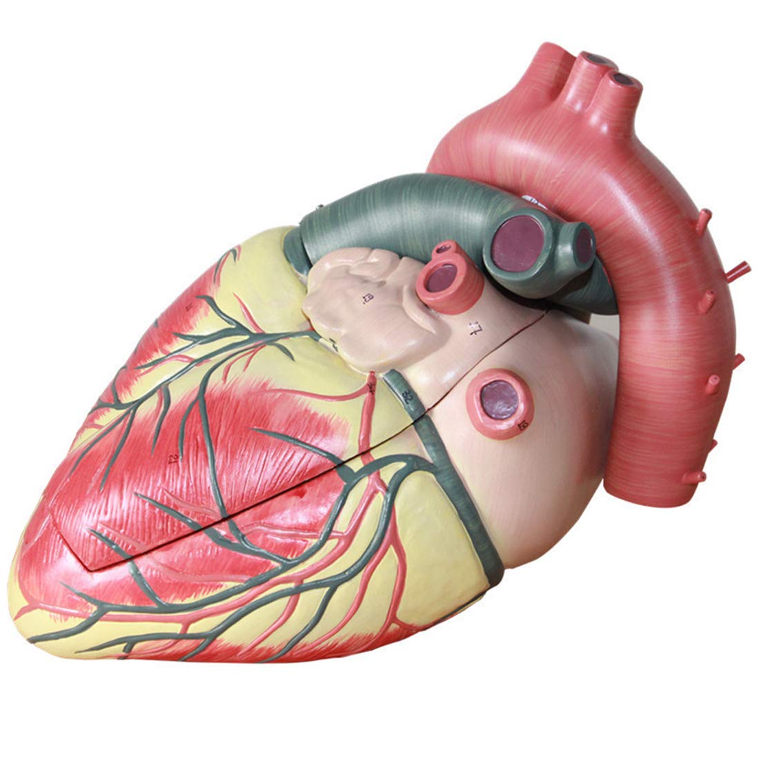 Heart Model Human Heart Anatomical Model 39 Numbered 3 Parts ...