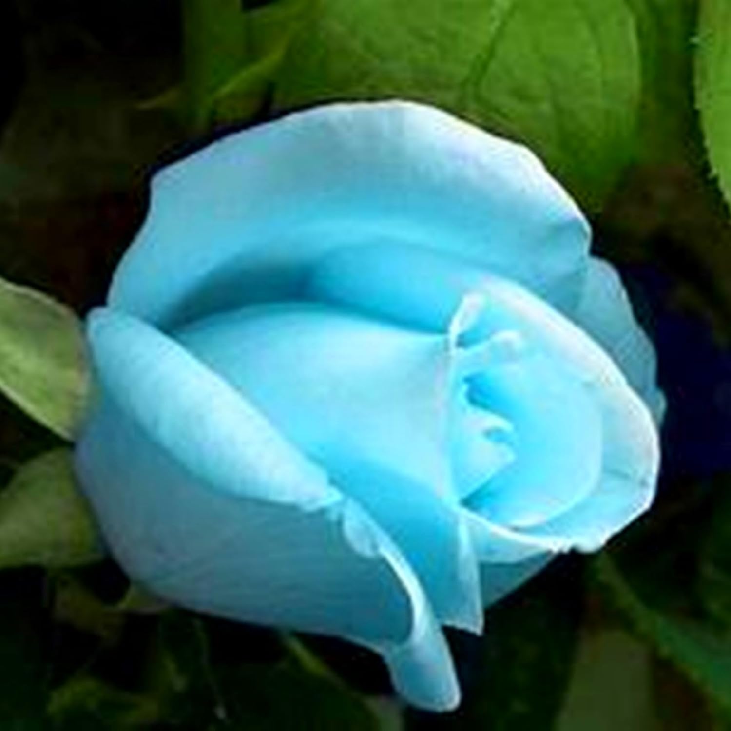 Perennial,Multicolor Rose Bulbs,for Stunning Garden Displays-1 Bulb-A ...