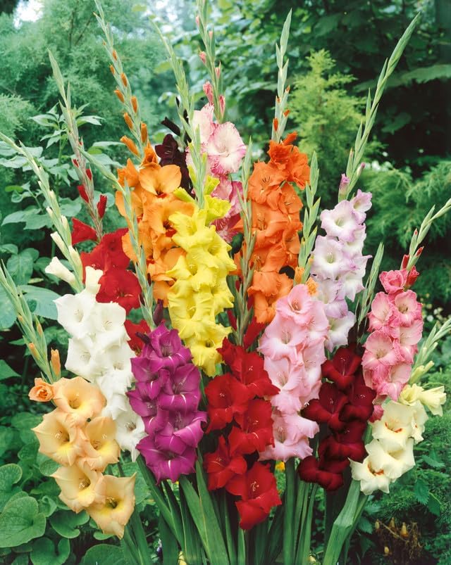 Gladioli Bulbs Mixed Colours Summer Flowers "Gold Medal" Gladiolus ...