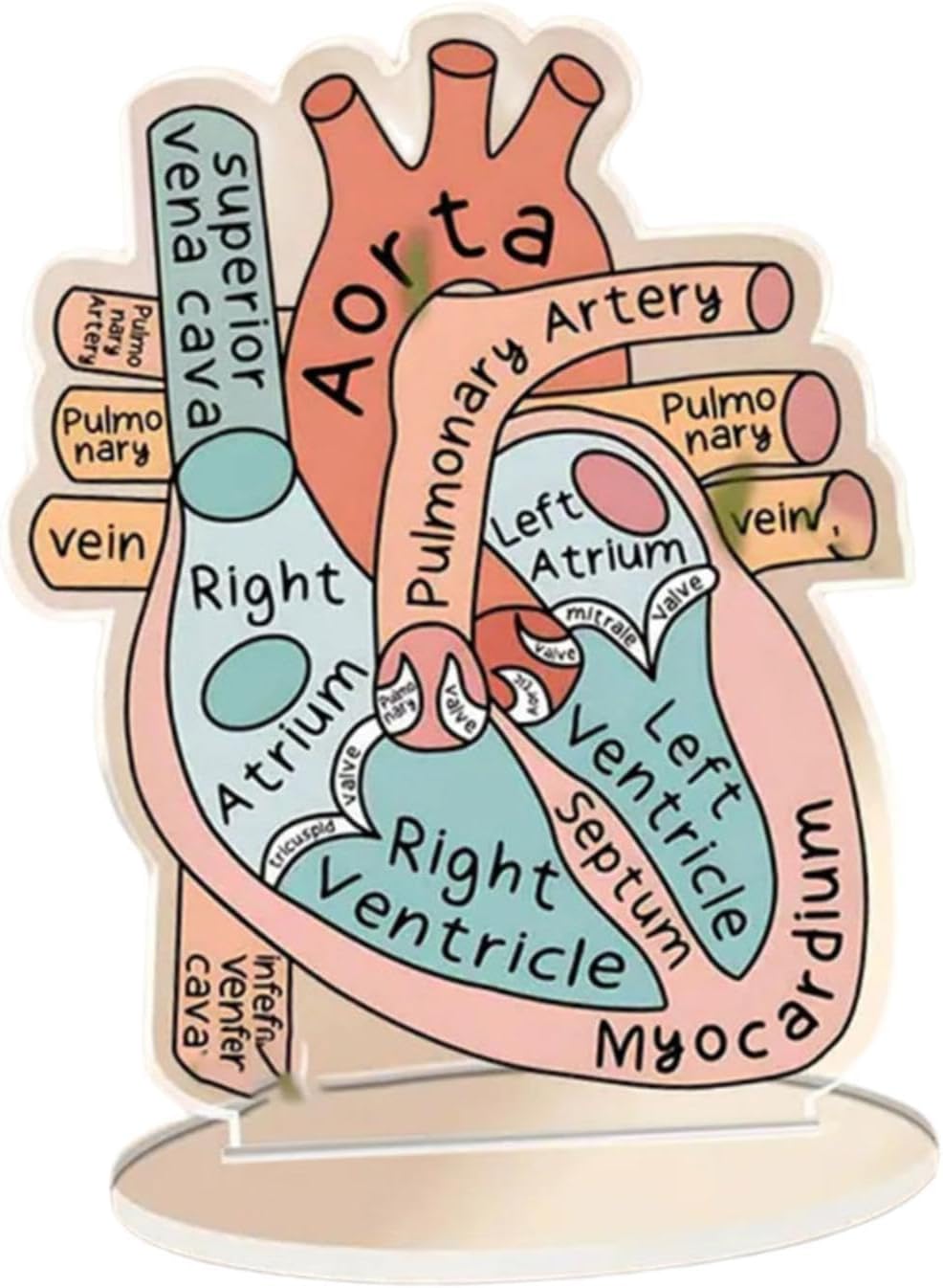 TTETTZ Heart Model Sign Structures 2D Acrylic Learning Aid Human Heart ...