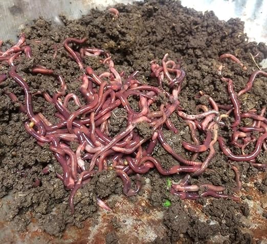Sky Root Live (Eisenia fetida) Earthworms for Vermicompsting ...
