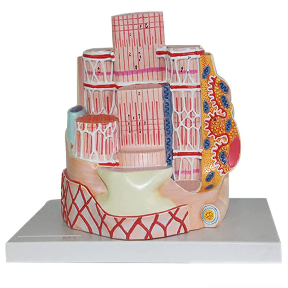 Skeletal Muscle Cell Model