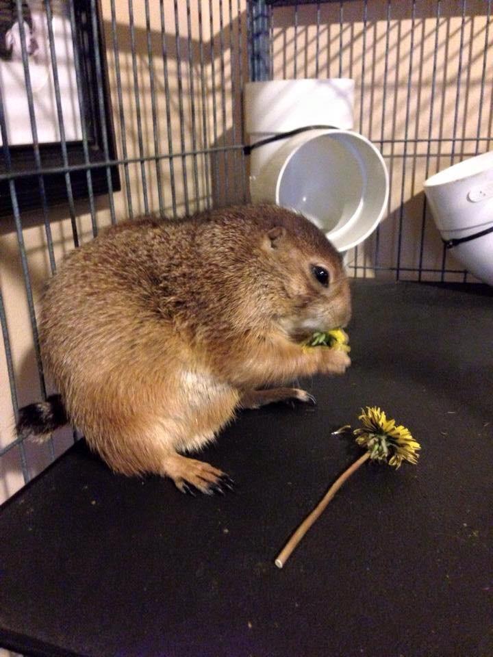 Amazon.com: Wild Life Artist Paririe Dog Plush : Toys & Games