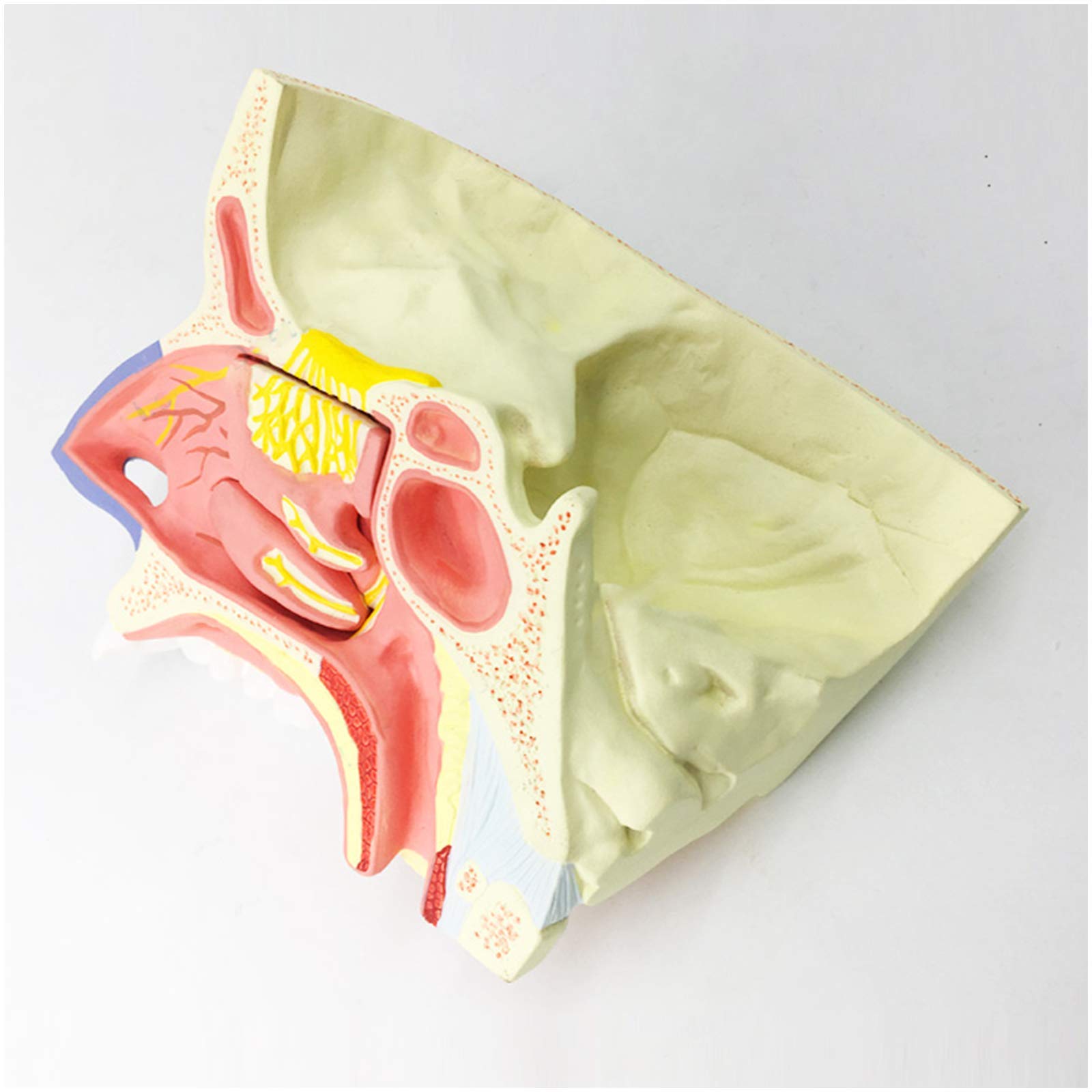 Sinuses Model SISTR: Sinus And Inferior Alveolar Nerve Segmentation