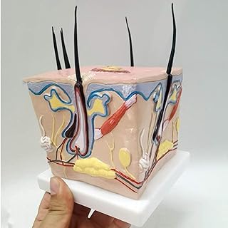 Exploring The Anatomy Of Hair: Muscles And More | CyVigor
