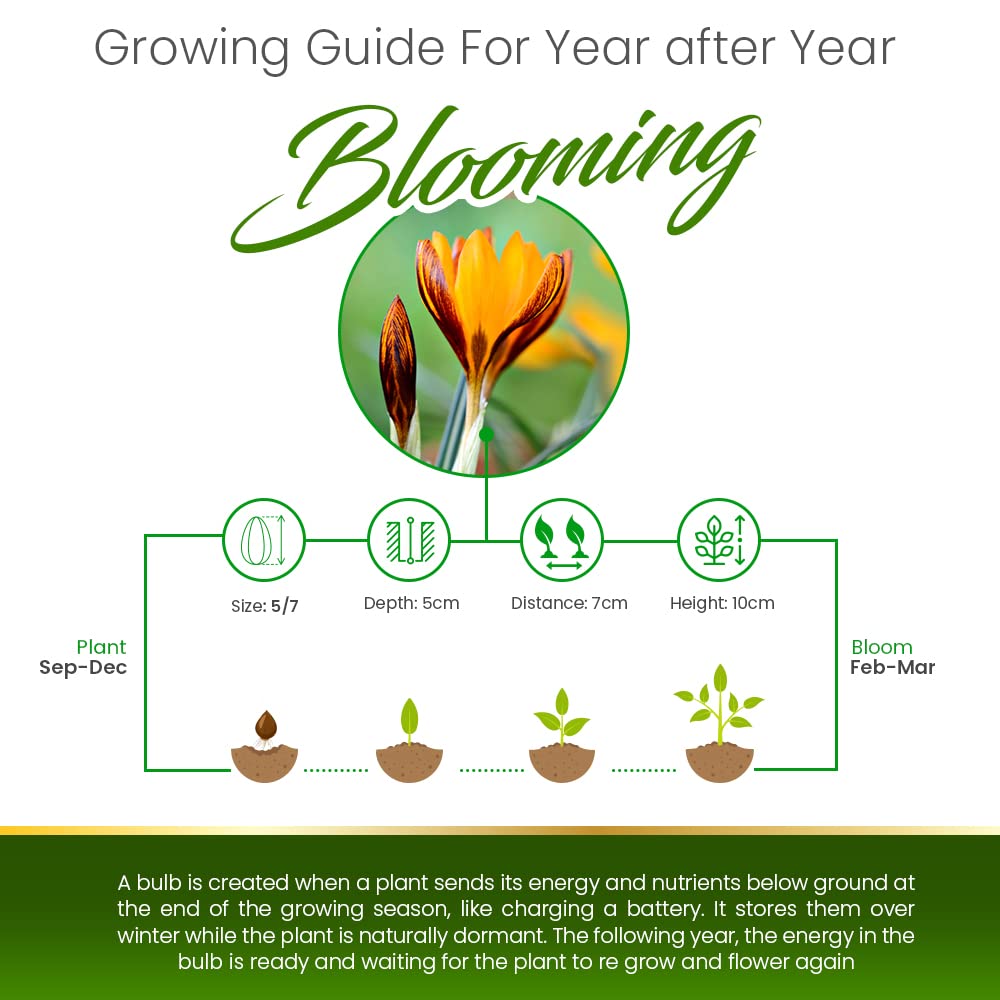 Flower Bulb Sizes Chart Where To Buy Bulbs For Planting: Lazy Girl's