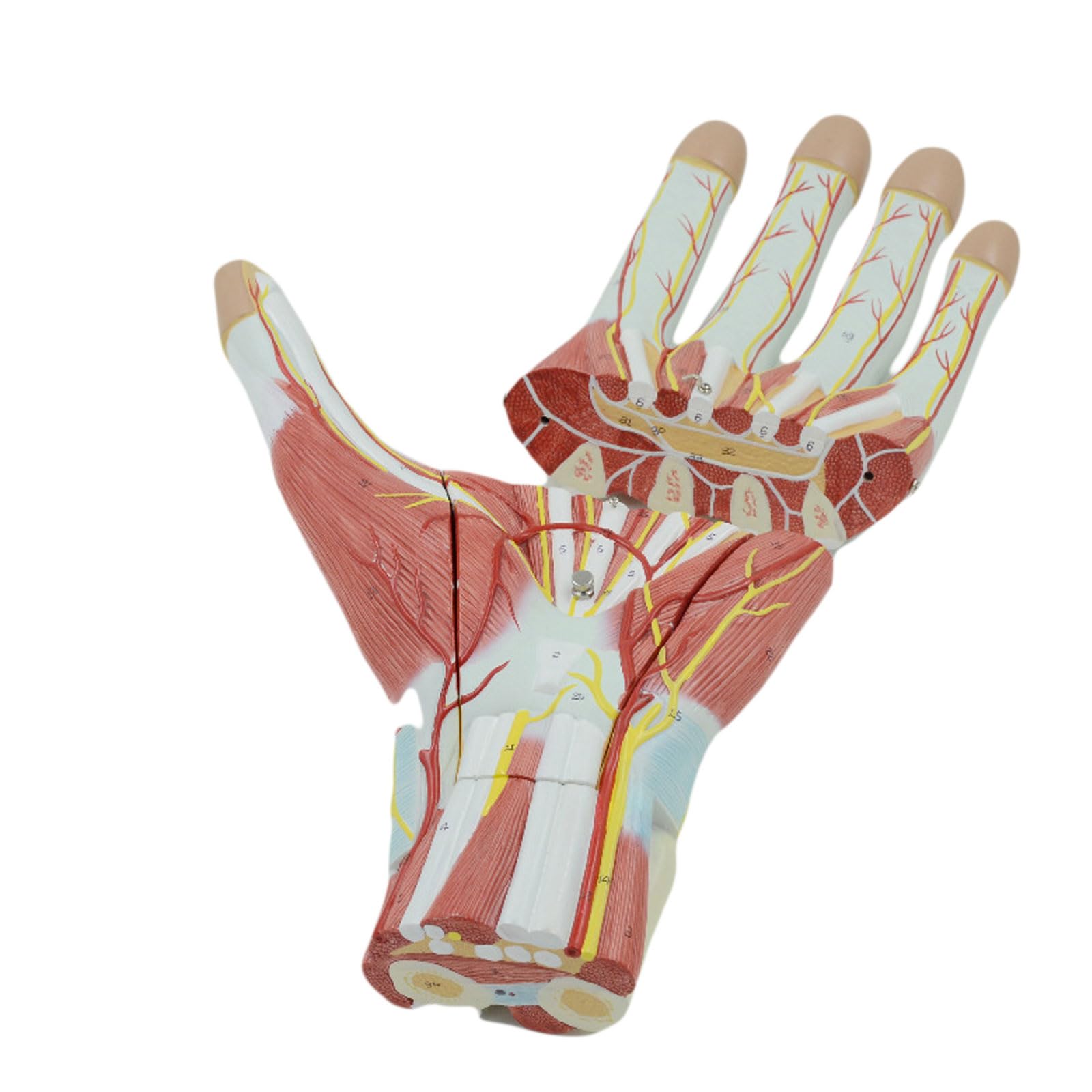 Hand Anatomy Muscles