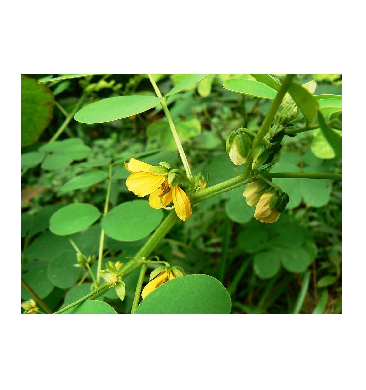 Famous Garden Live Senna Tora-Cassia tora-Chakunda Medicinal Plant with ...